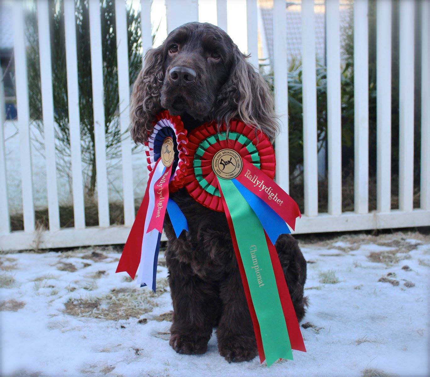 Sjoko | Working Bliss