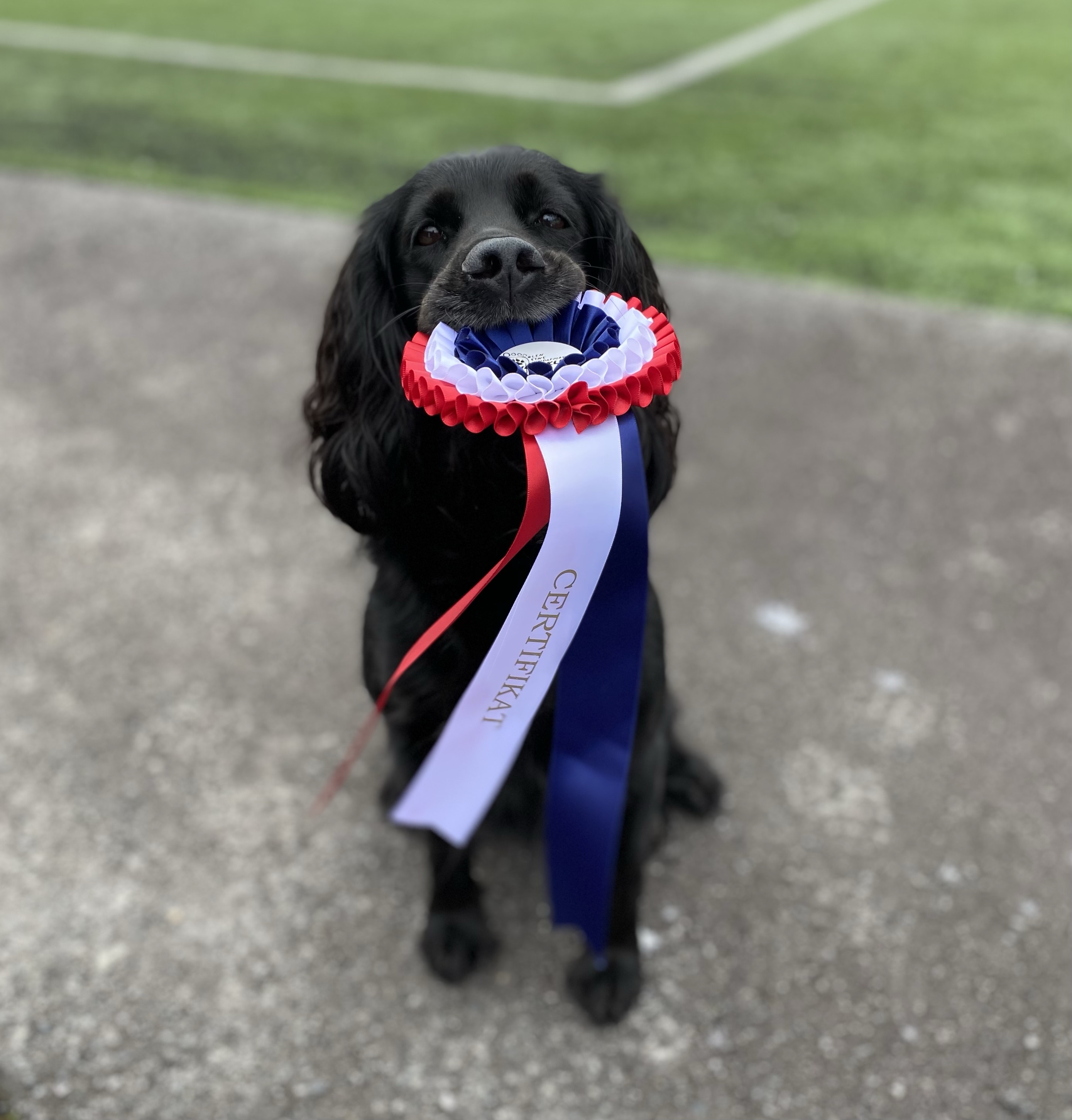 CERT | Working Bliss