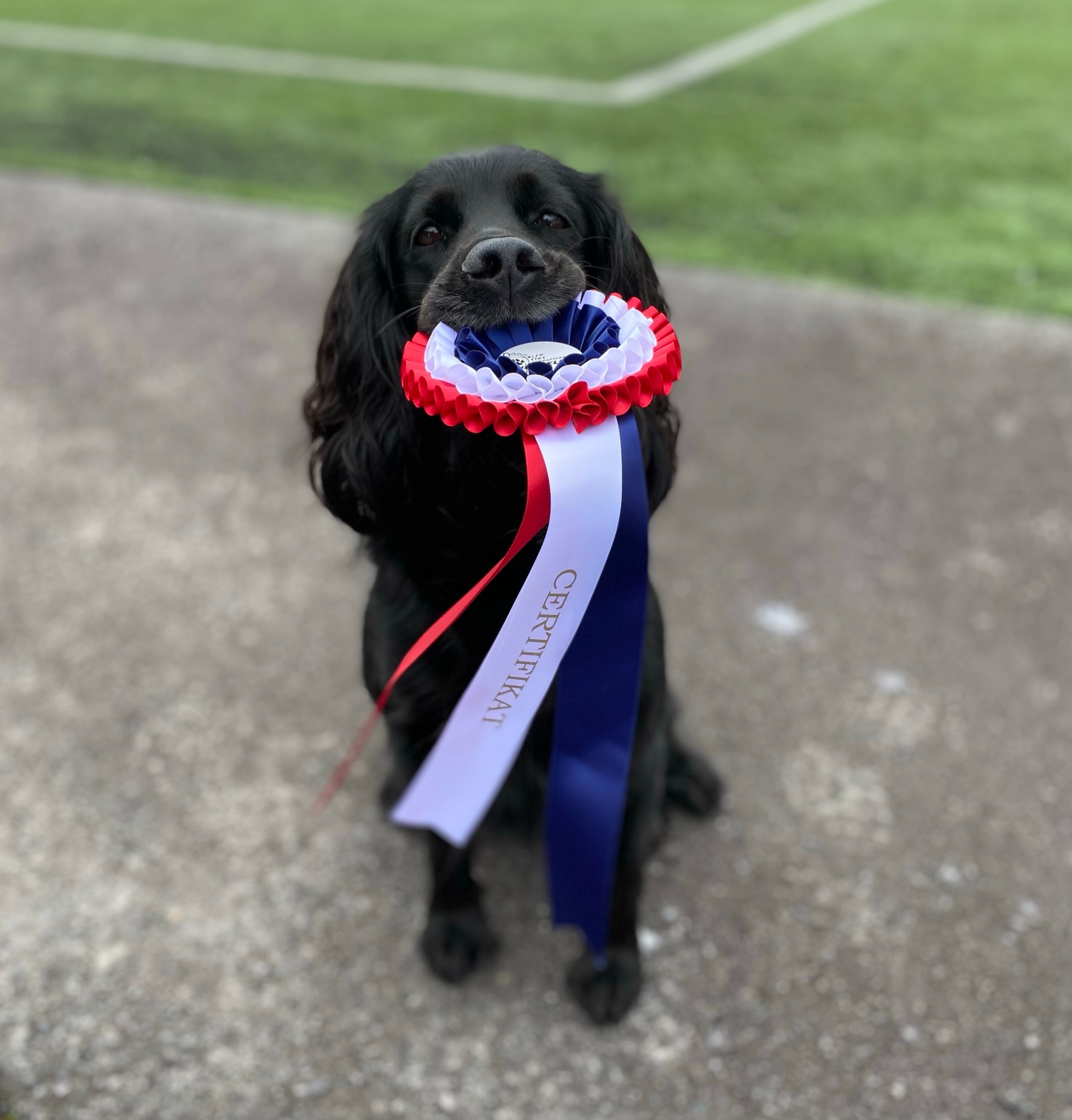 CERT | Working Bliss