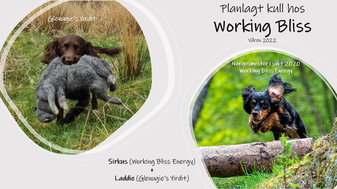 Sirkus og Laddie | Working Bliss