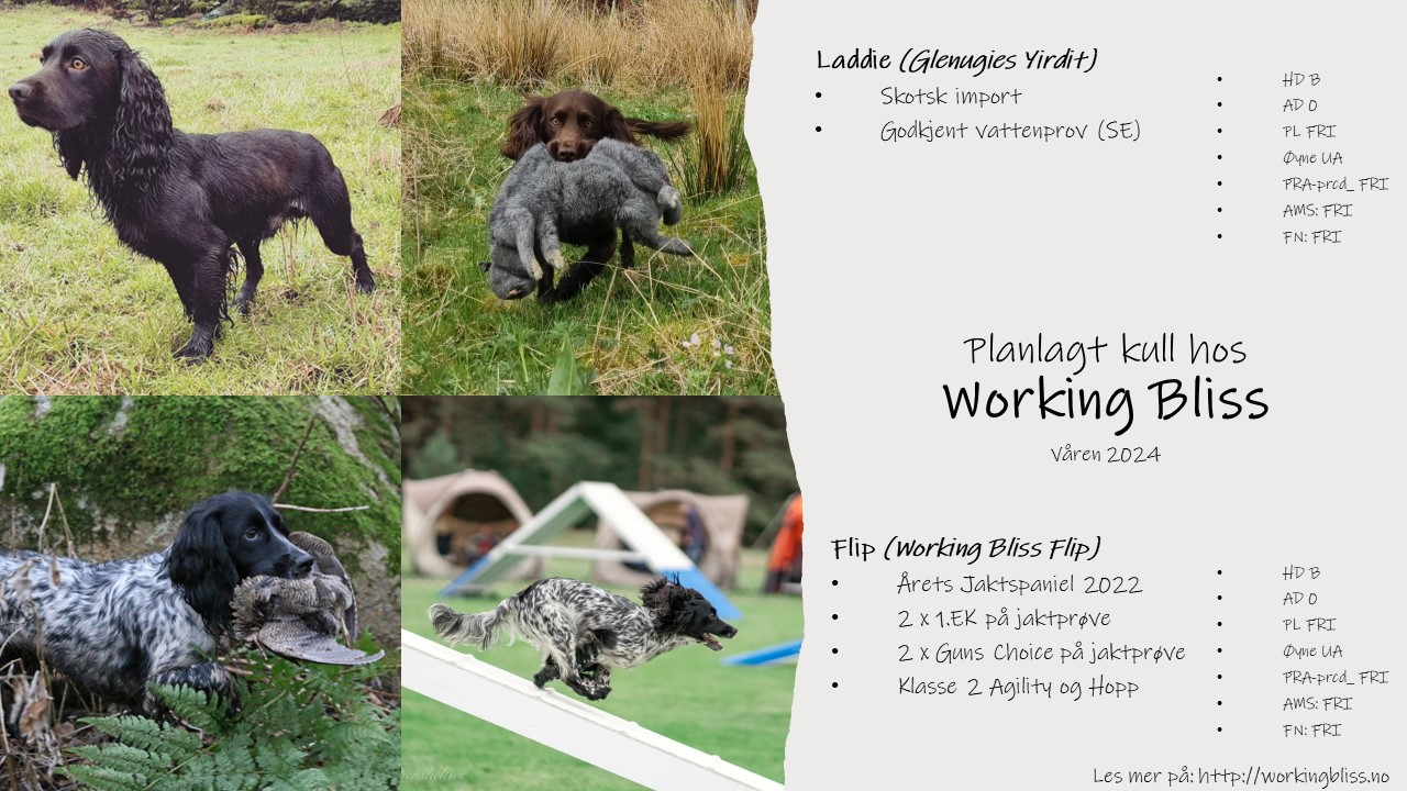 Valper 2024: Flip og Laddie | Working Bliss