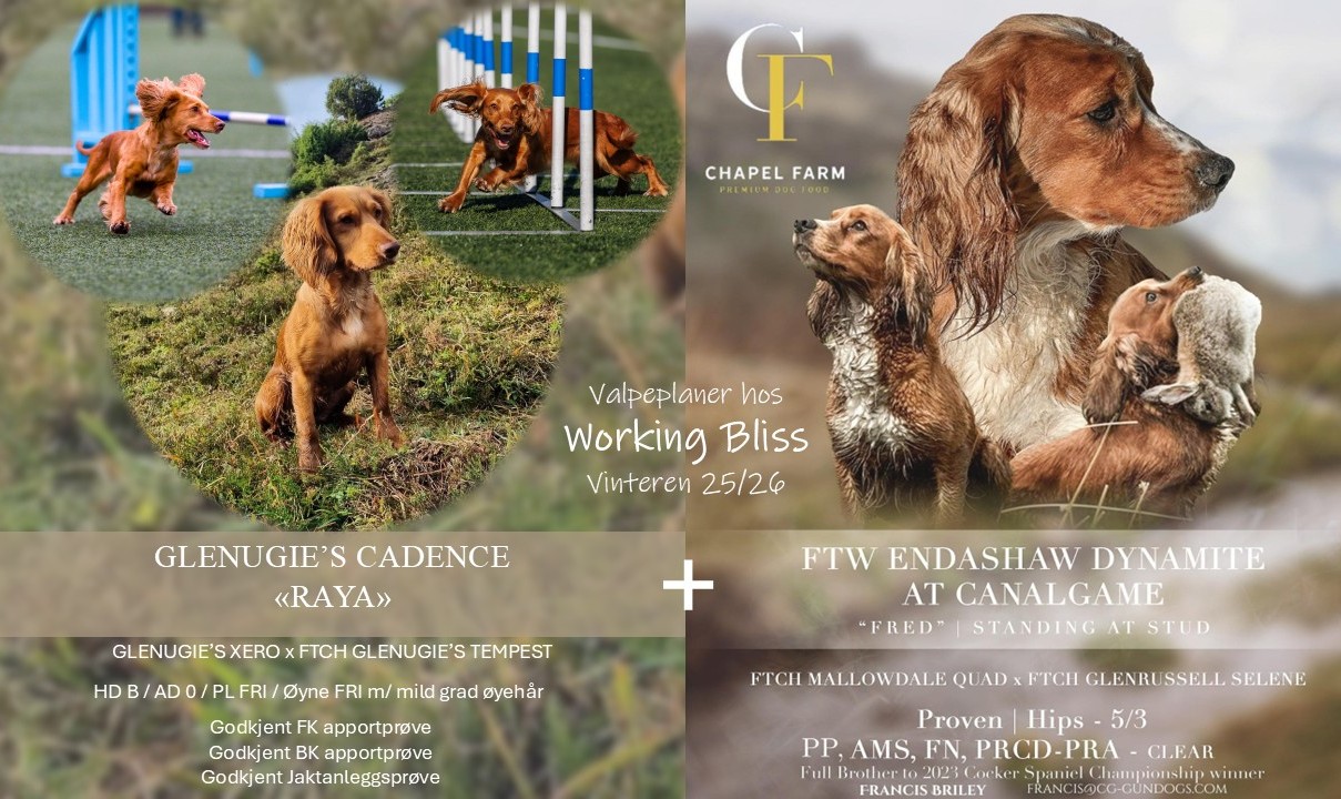 Valper vinter 2026: Raya og Fred | Working Bliss